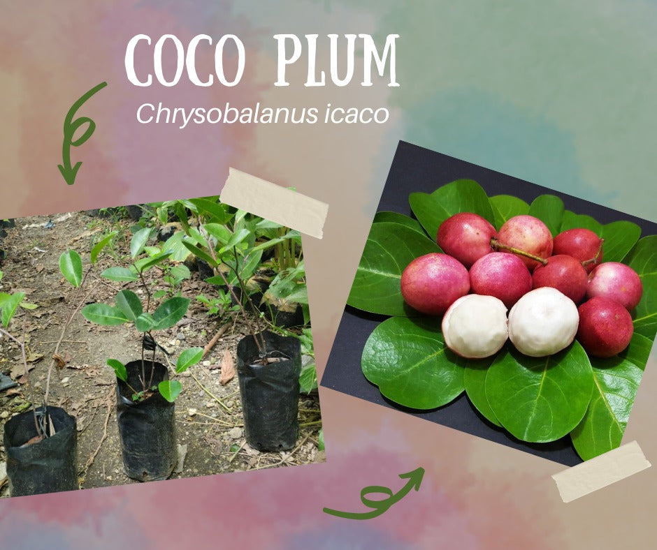 Coco Plum (Black) – Lunti Plant Nursery
