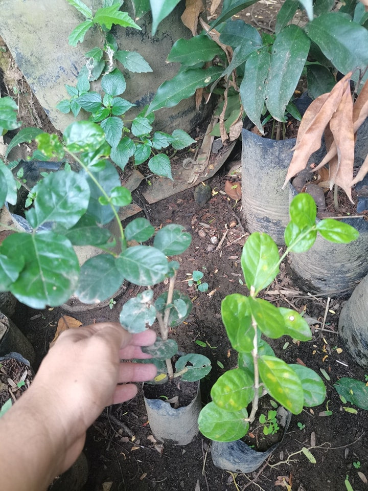 Double-petal Sampaguita / Kampupot – Lunti Plant Nursery