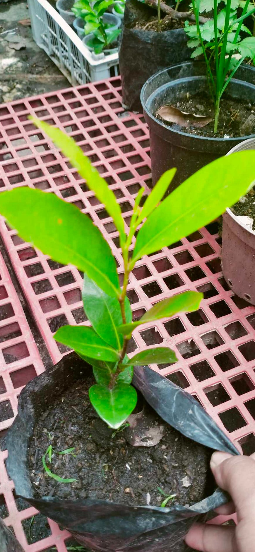 Coco Plum – Lunti Plant Nursery