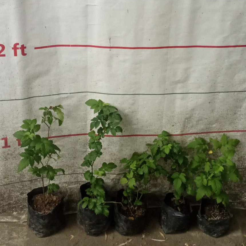 Wild Raspberry / Sapinit – Lunti Plant Nursery