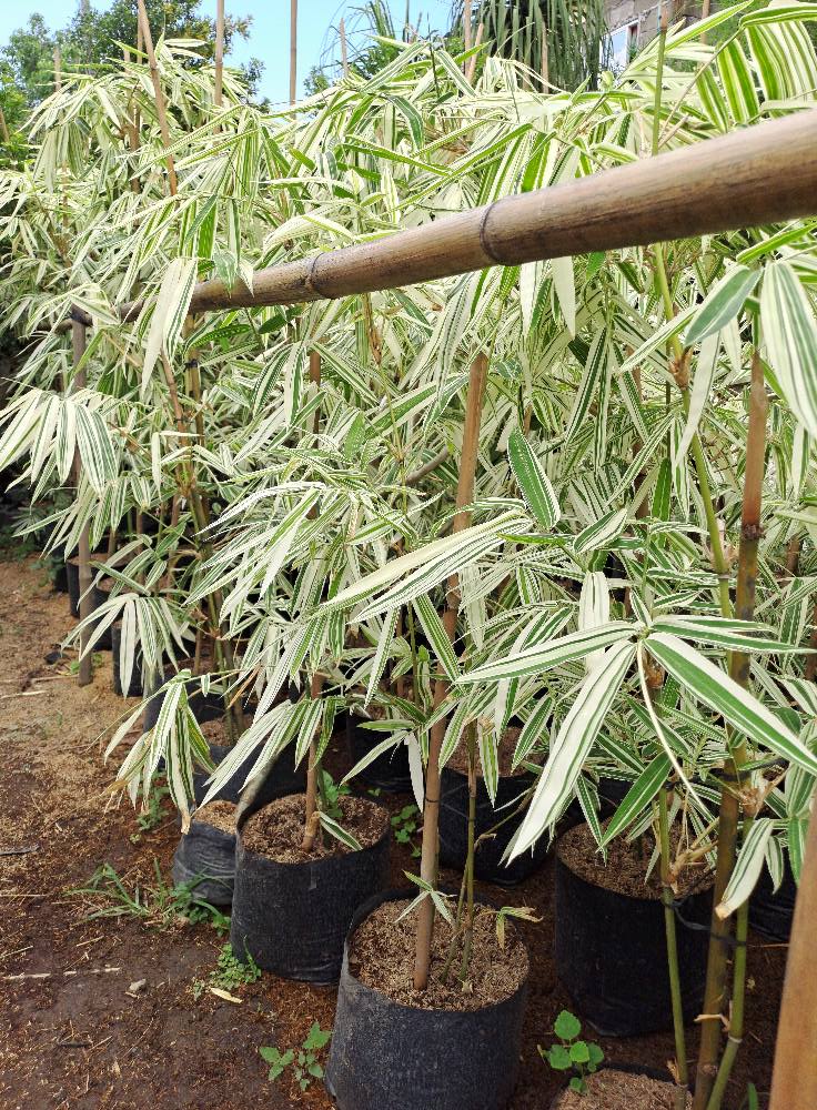 Hiroshima Bamboo (variegated) – Lunti Plant Nursery