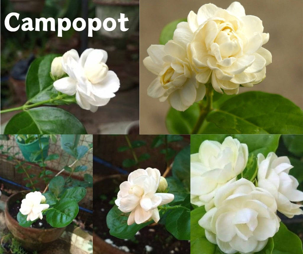 Double-petal Sampaguita / Kampupot – Lunti Plant Nursery