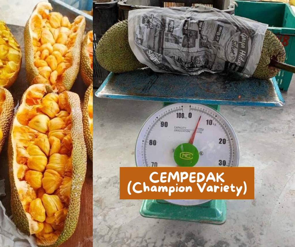 Cempedak / Chempedak (Champion variety) – Lunti Plant Nursery