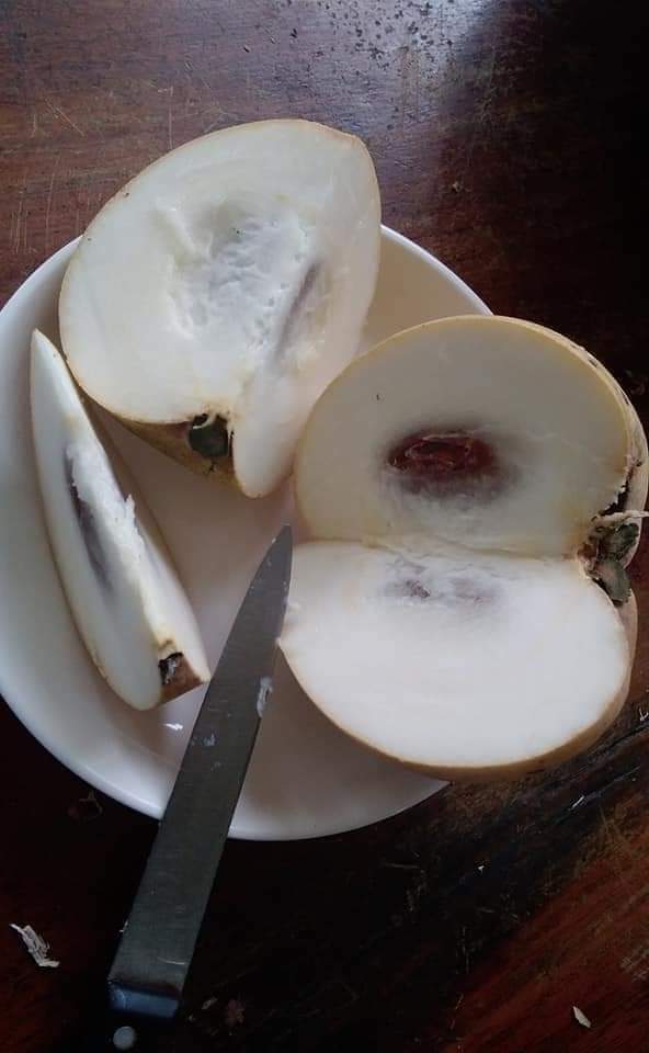 Yellow Mabolo Grafted Seedling – Lunti Plant Nursery