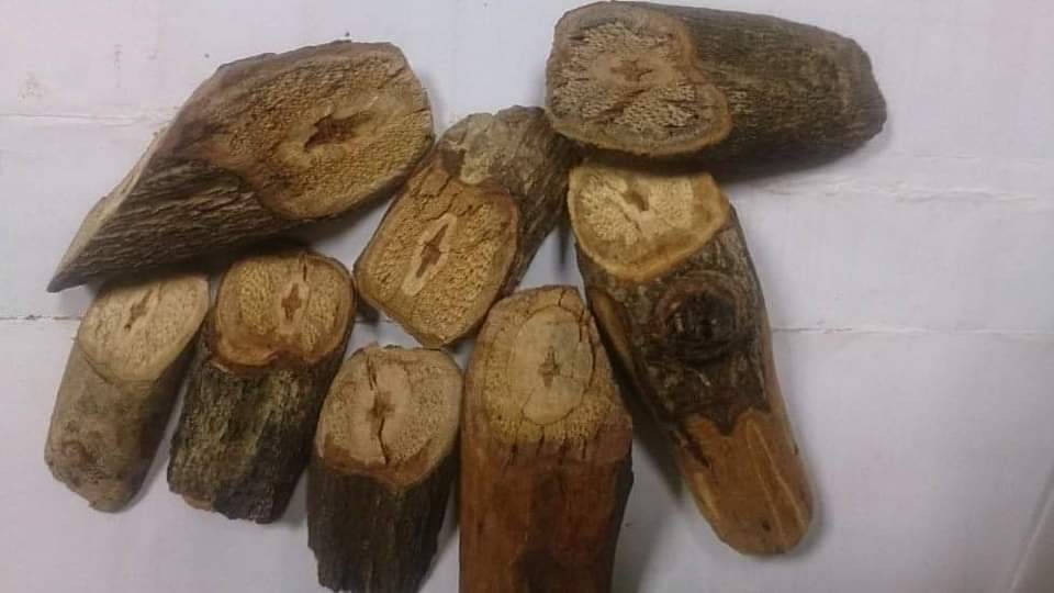 Sinukuan Tree – Lunti Plant Nursery