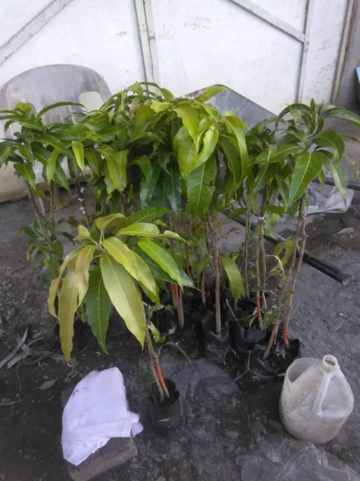 Alphonso Mango – Lunti Plant Nursery