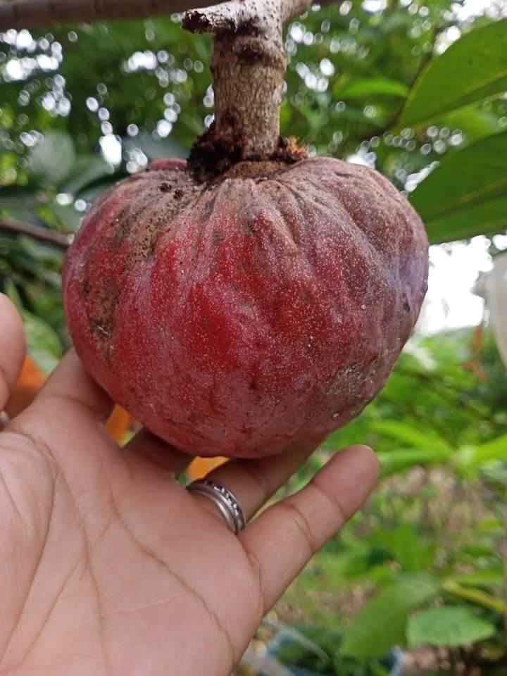 Anonas Pink, grafted – Lunti Plant Nursery