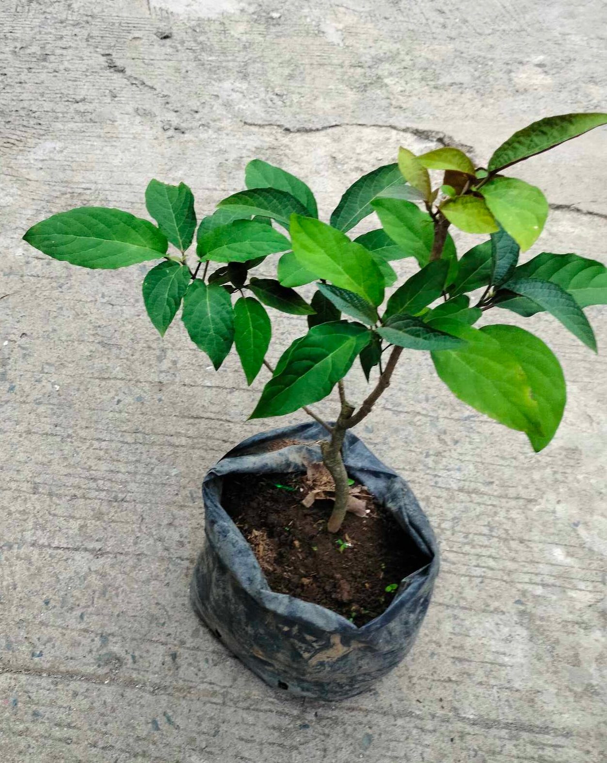 Bagawak Morado – Lunti Plant Nursery