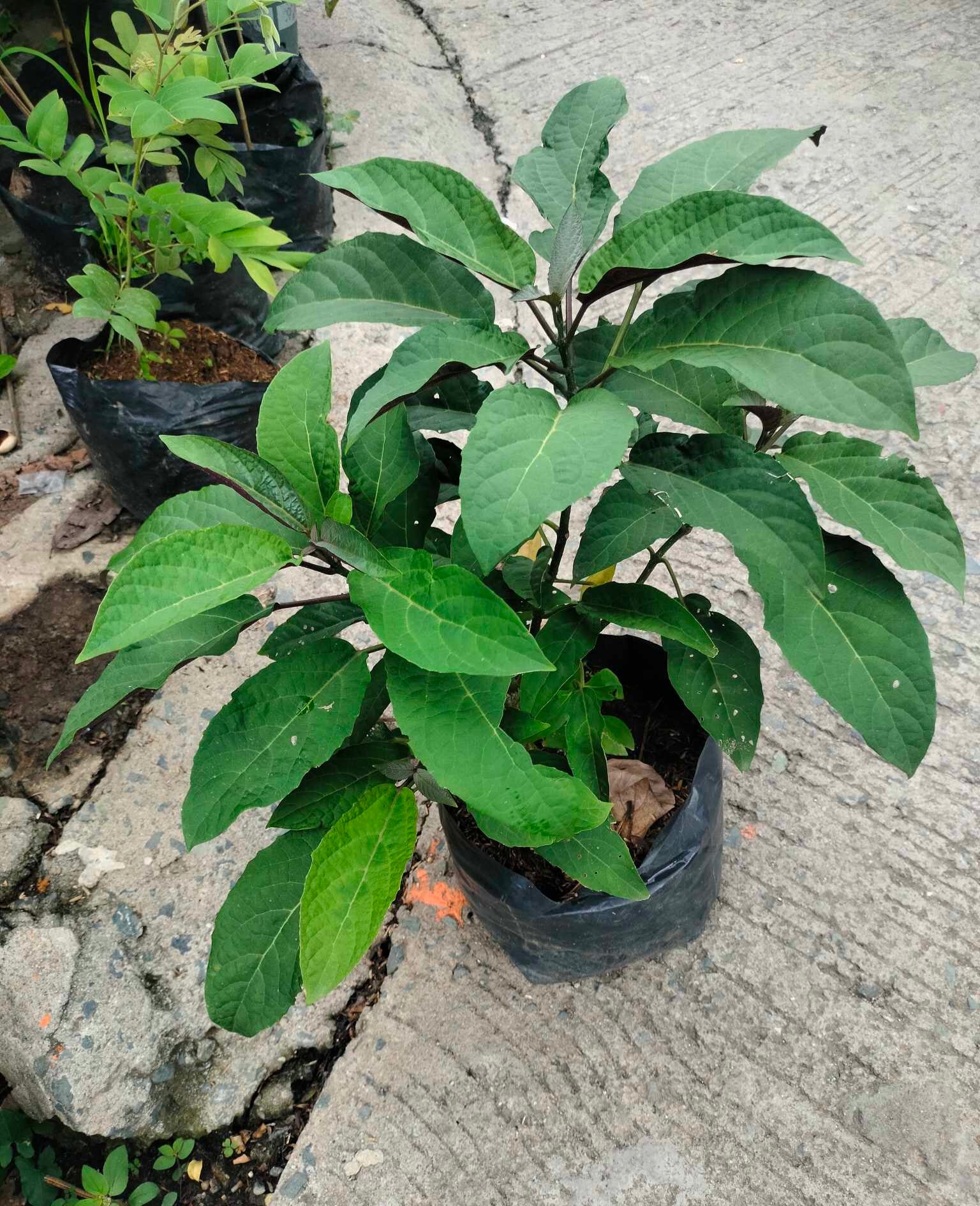 Bagawak Morado – Lunti Plant Nursery