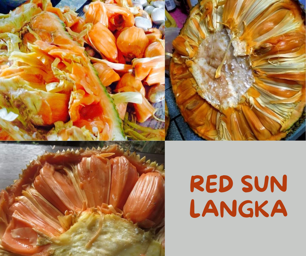 Jackfruit - Grafted Red Sun Latexless – Lunti Plant Nursery