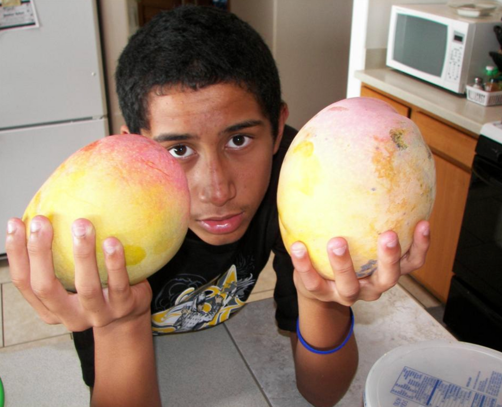 Australian R2E2 Mango – Lunti Plant Nursery