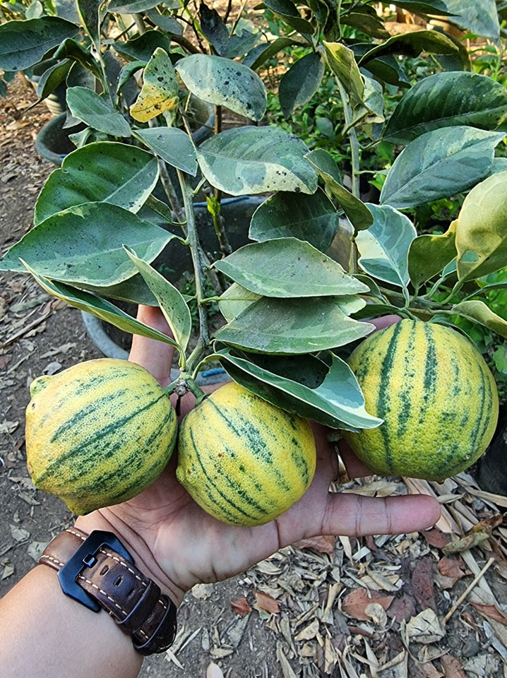Variegated Orange – Lunti Plant Nursery