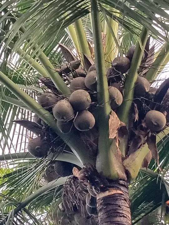 Agta / Tapul Coconut – Lunti Plant Nursery