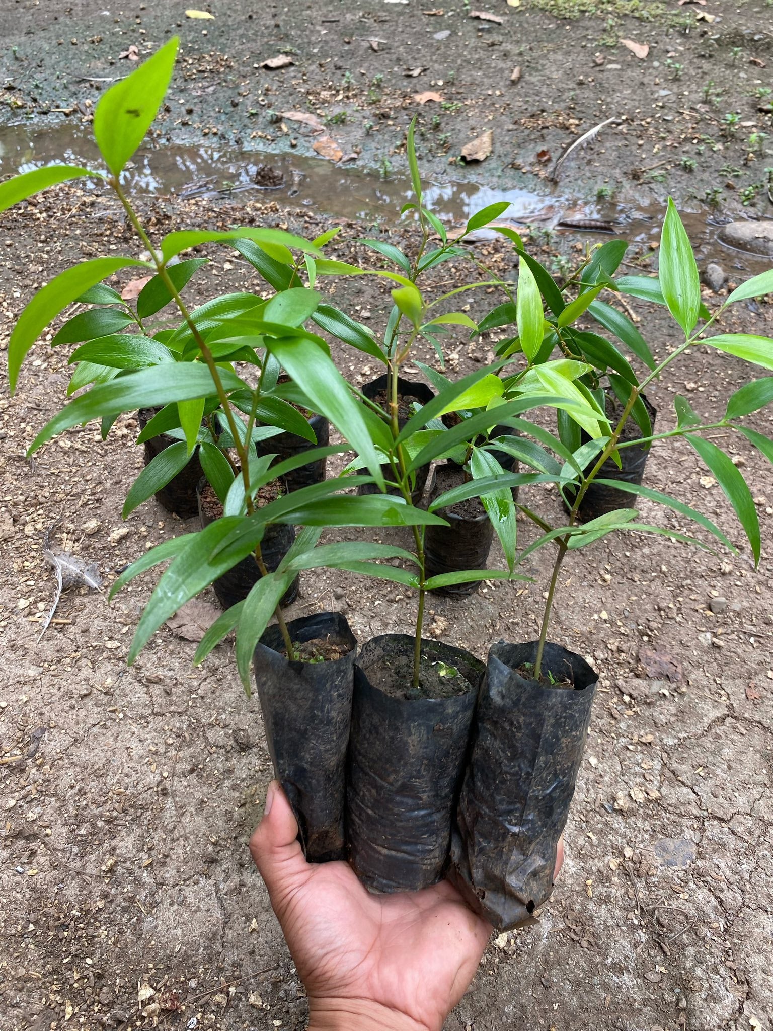 Almaciga (Agathis philippinensis) – Lunti Plant Nursery