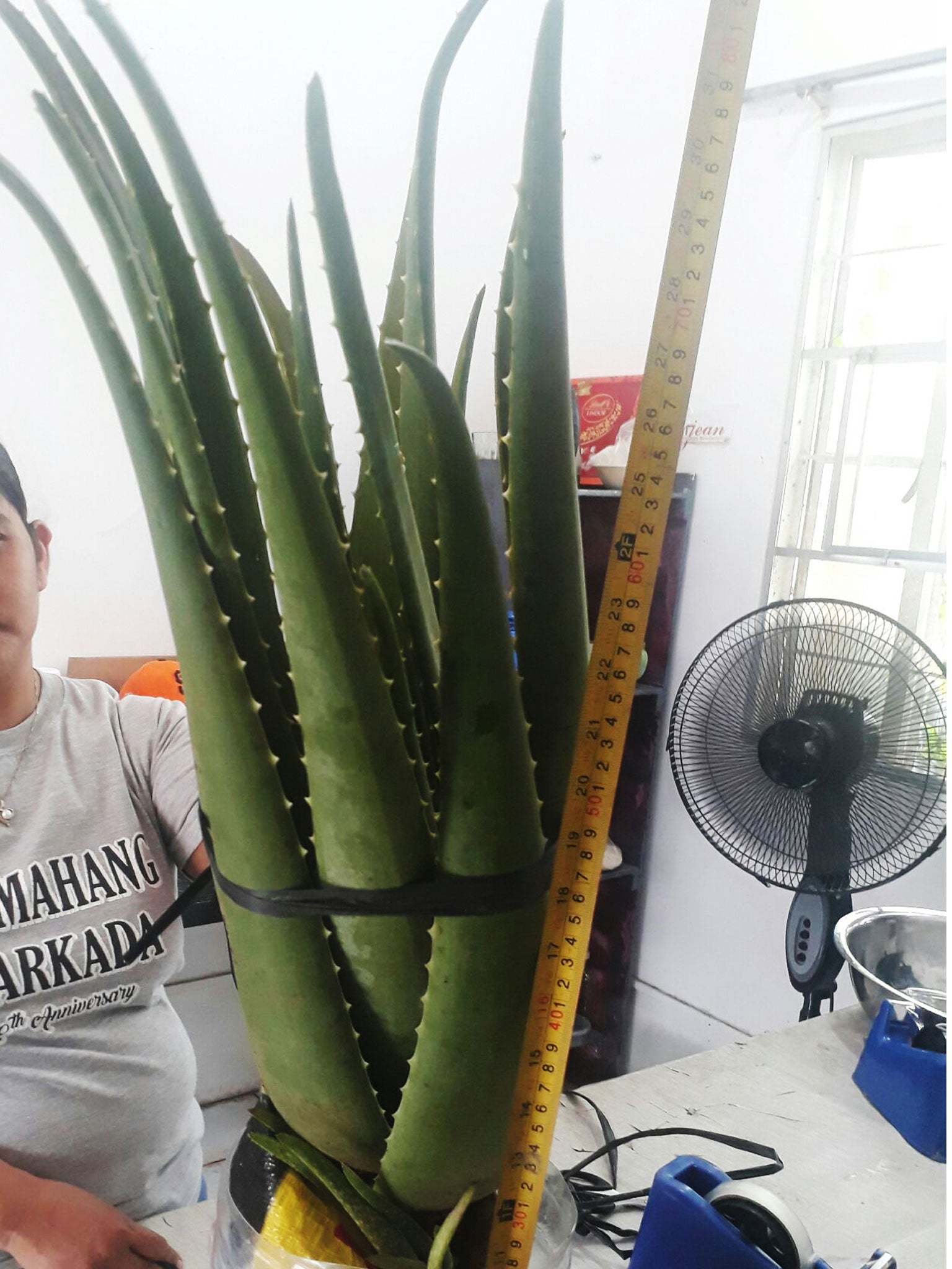 Aloe Barbadensis / Giant Aloevera – Lunti Plant Nursery