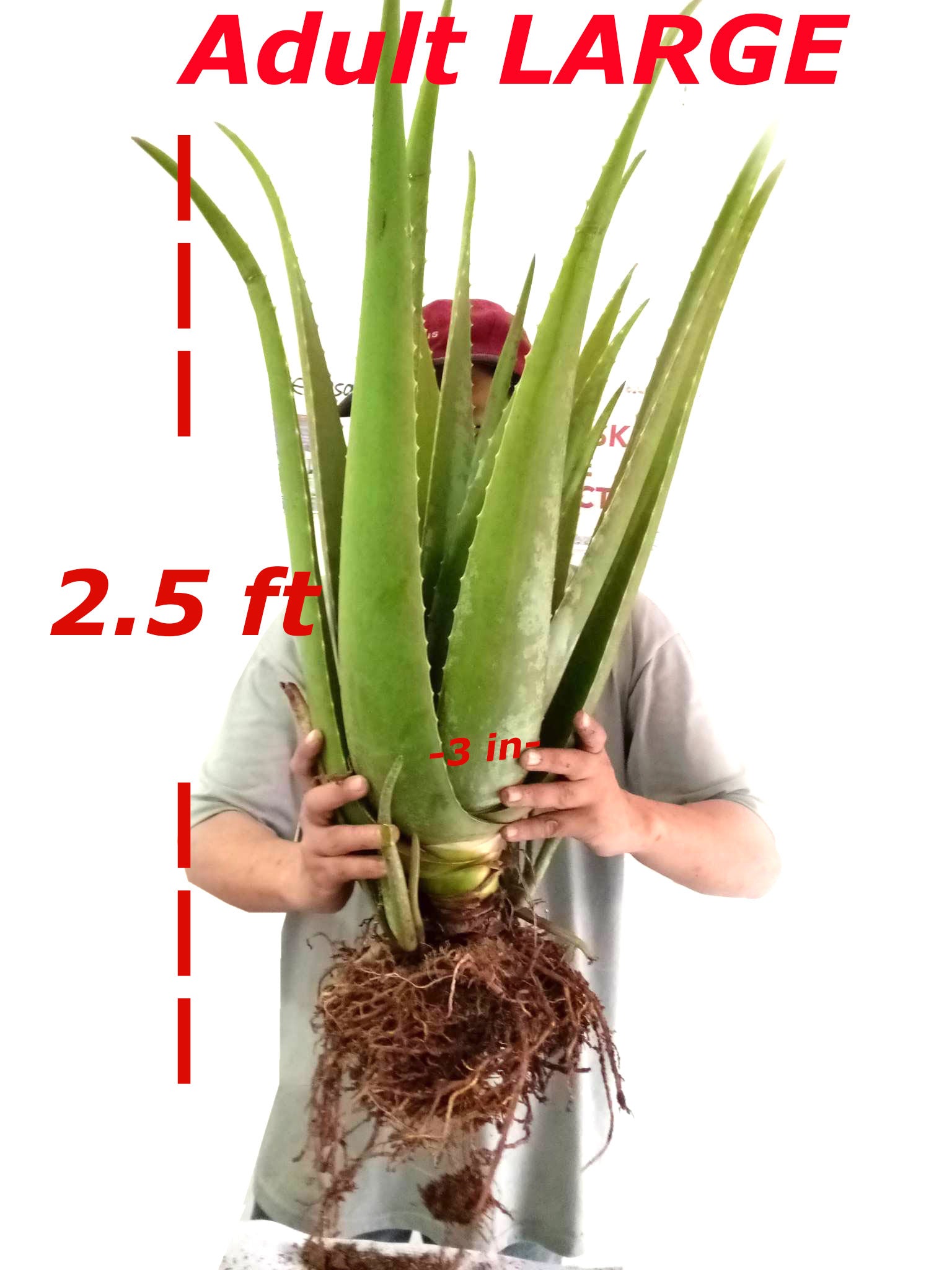 Aloe Barbadensis / Giant Aloevera – Lunti Plant Nursery