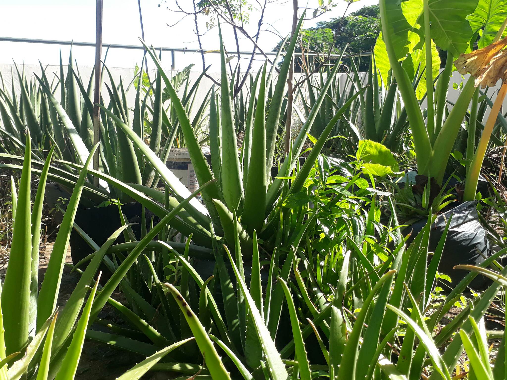 Aloe Barbadensis / Giant Aloevera – Lunti Plant Nursery