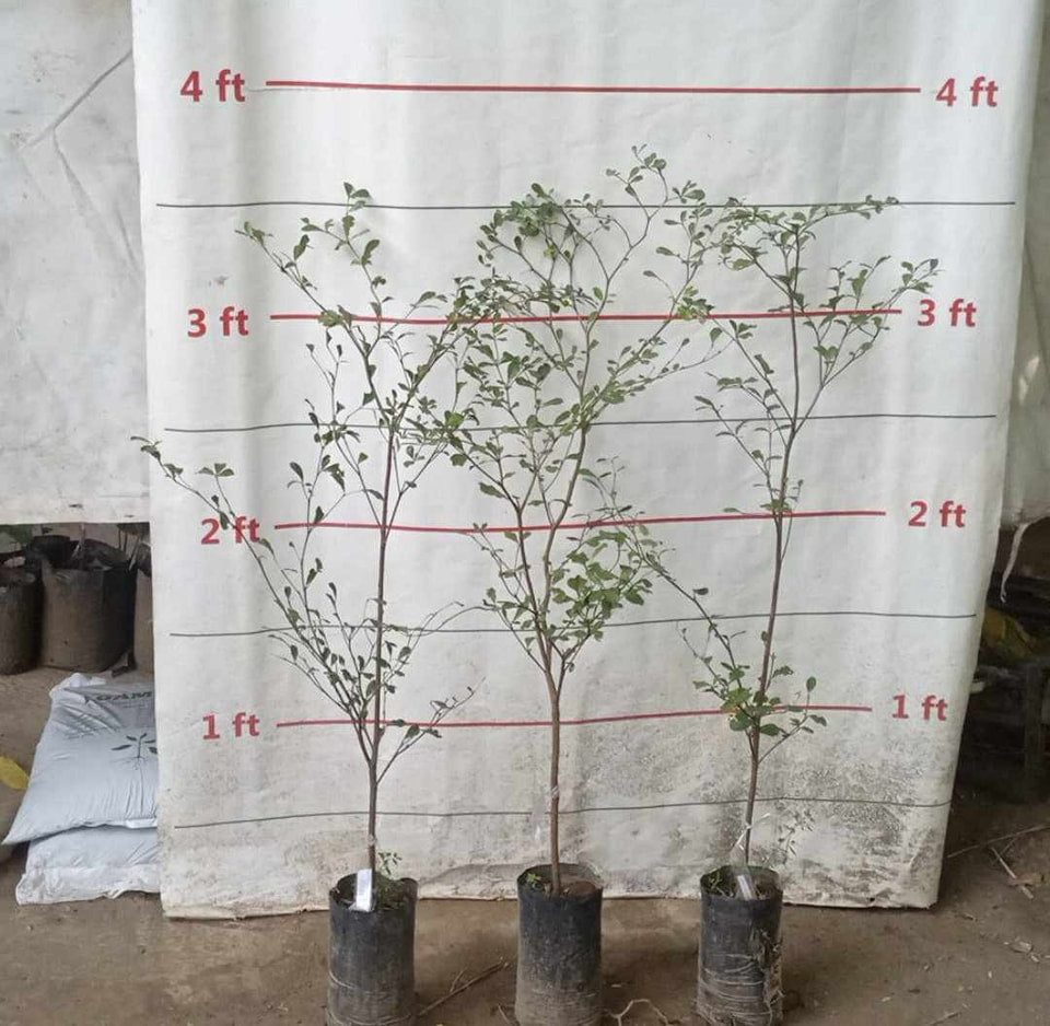 African Talisay seedling – Lunti Plant Nursery