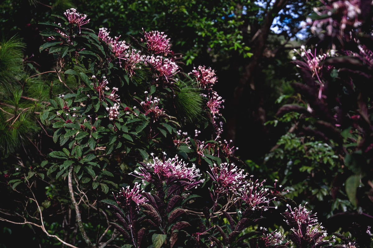 Bagawak Morado – Lunti Plant Nursery