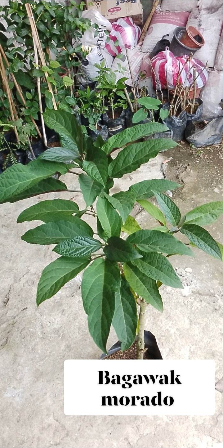 Bagawak Morado – Lunti Plant Nursery