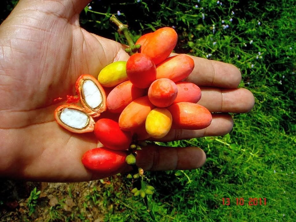 Bago Nut / Melinjo seedling – Lunti Plant Nursery