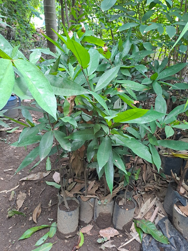 Balitbitan seedling – Lunti Plant Nursery