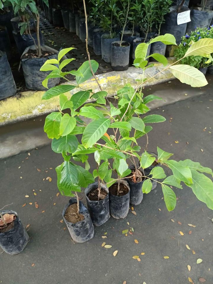 Banaba seedling – Lunti Plant Nursery