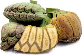 Praying Hands Banana (Inabaniko) seedling – Lunti Plant Nursery