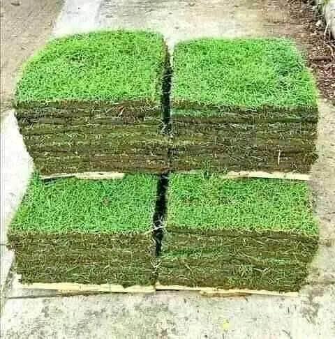 Bermuda Grass (per 100 square foot) – Lunti Plant Nursery