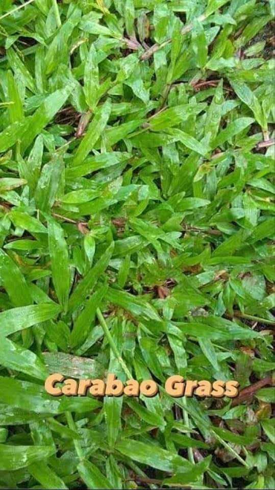 Carabao Grass (per sqm) – Lunti Plant Nursery
