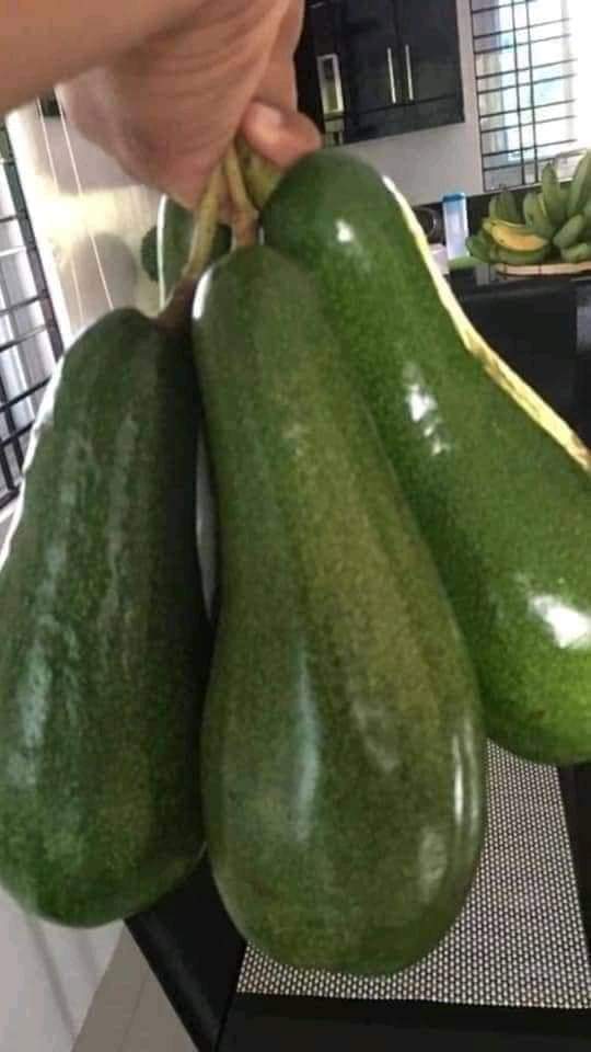 Avocado - Cardinal variety – Lunti Plant Nursery