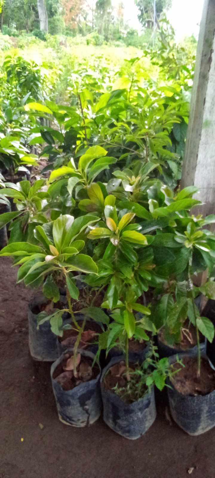 Avocado - Cardinal variety – Lunti Plant Nursery