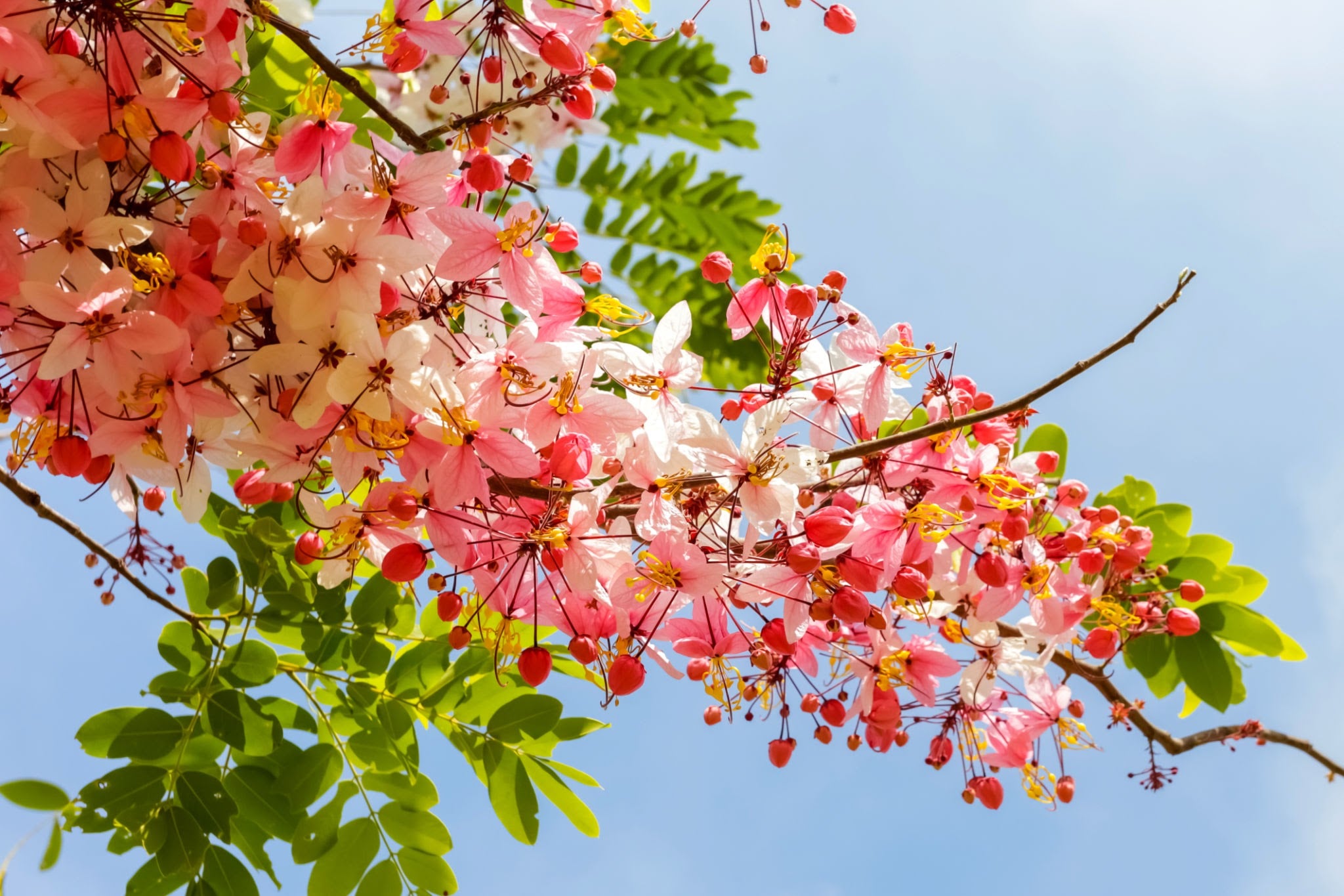 Cassia Bakeriana (Pink Shower Tree / Pink Cassia) – Lunti Plant Nursery