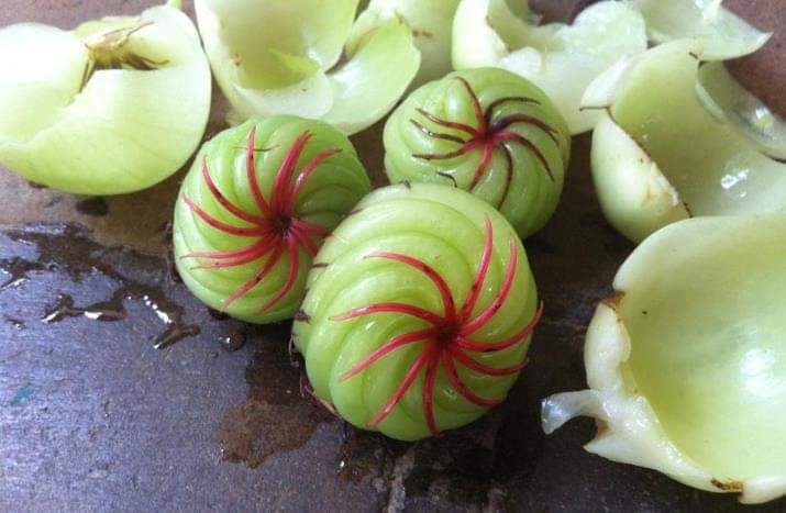 Catmon seedling – Lunti Plant Nursery