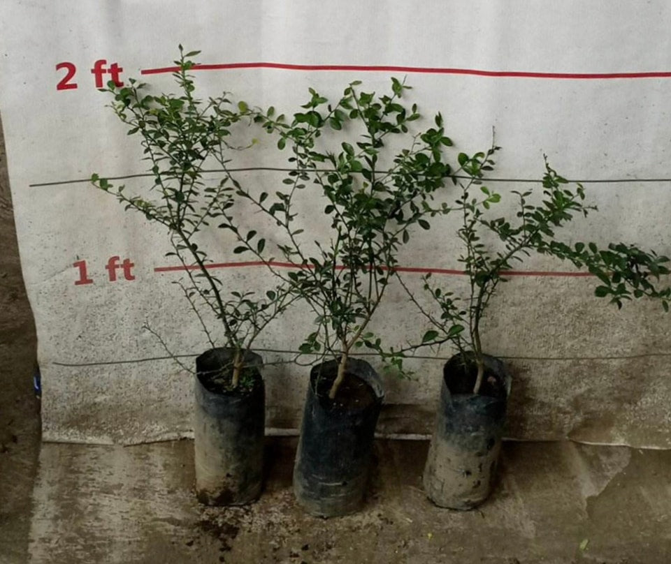 Finger Lime / Caviar Lime – Lunti Plant Nursery