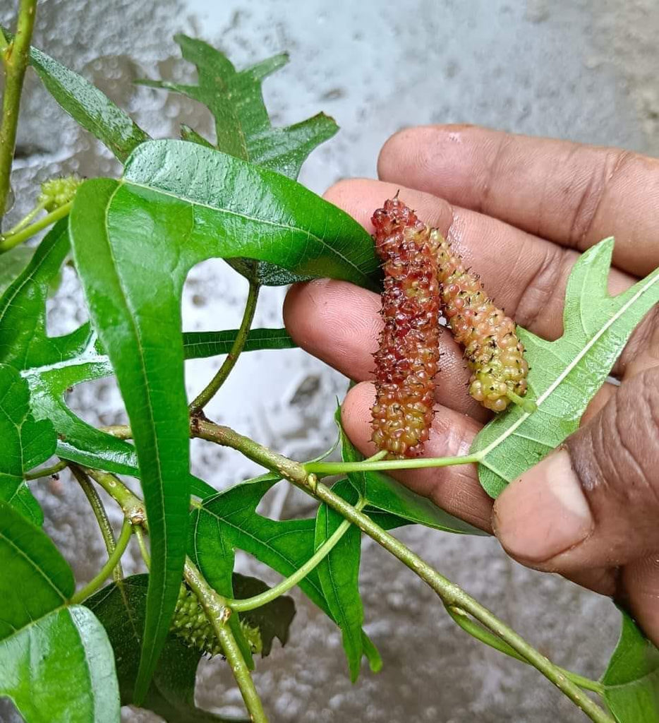 Chicken Claw Mulberry – Lunti Plant Nursery