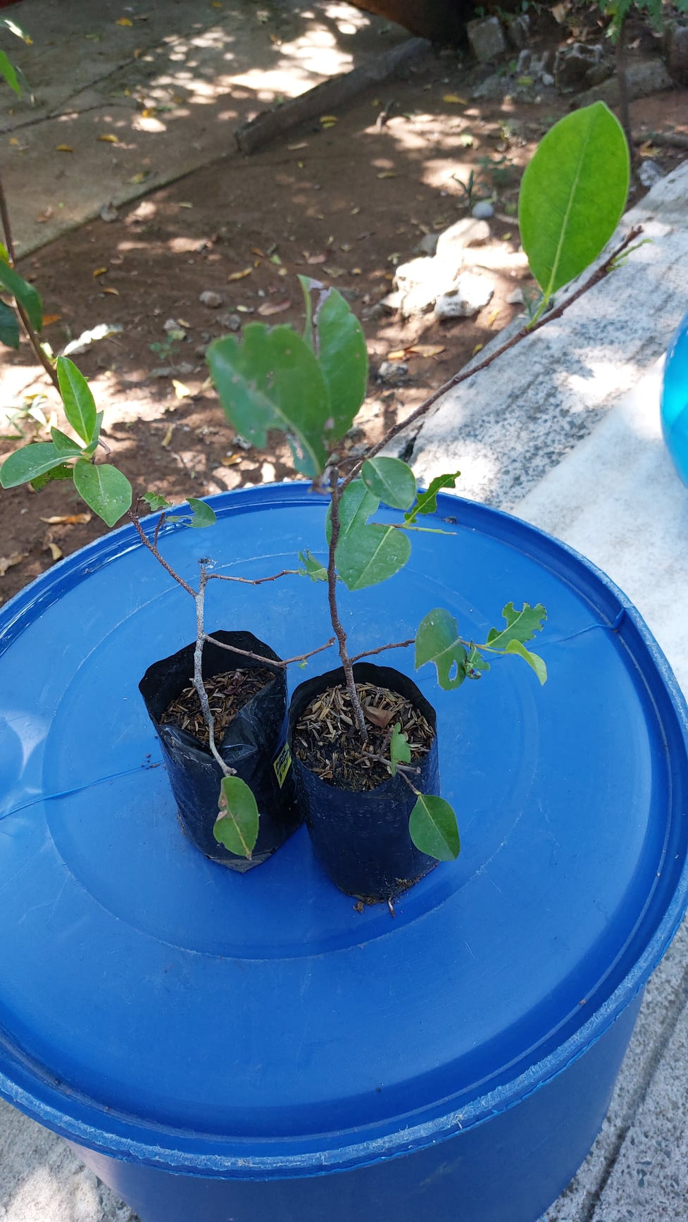 Coco Plum (Black) – Lunti Plant Nursery