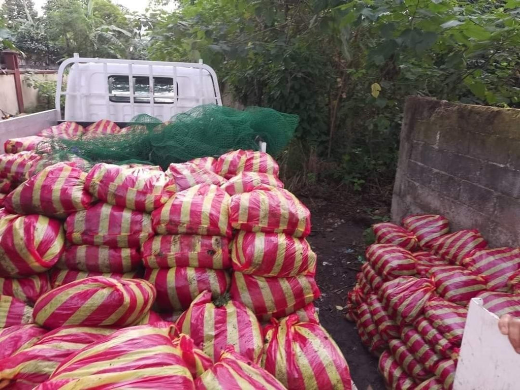 Frog Grass (per square meter) – Lunti Plant Nursery