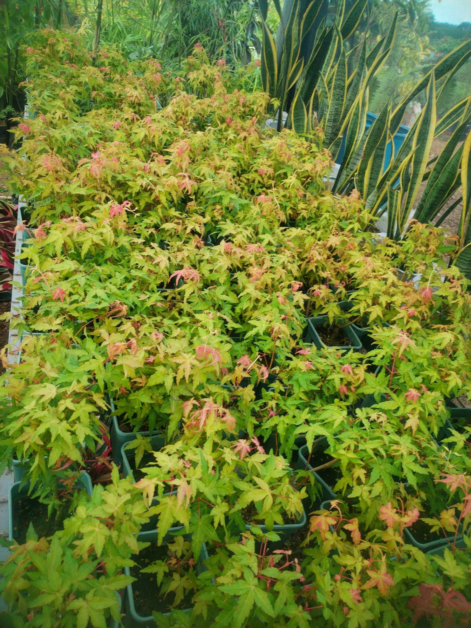 Golden Maple – Lunti Plant Nursery