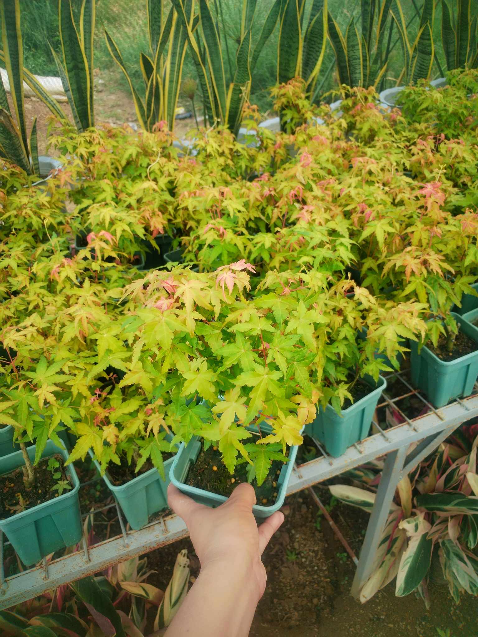 Golden Maple – Lunti Plant Nursery