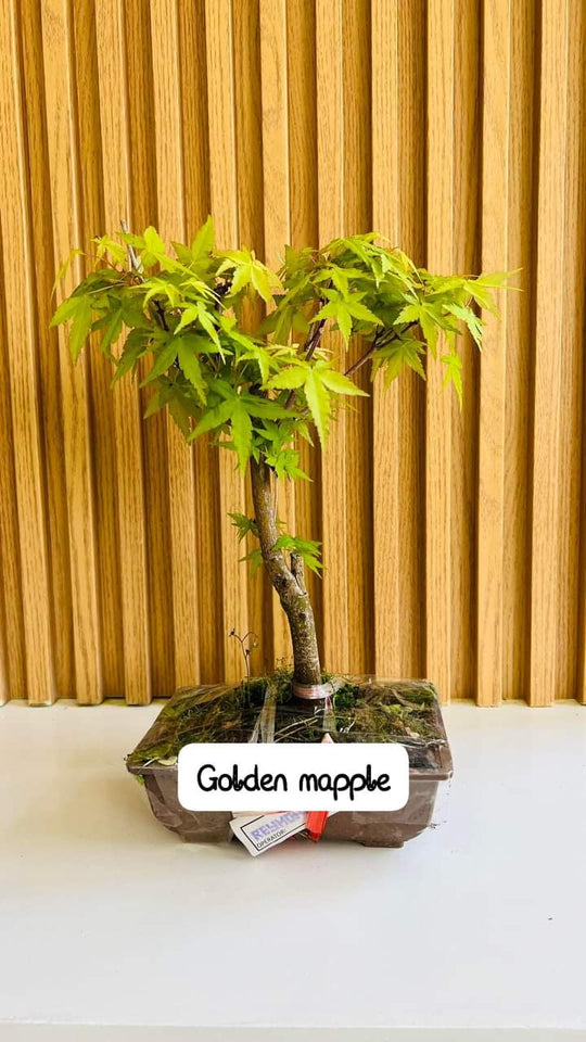 Golden Maple – Lunti Plant Nursery