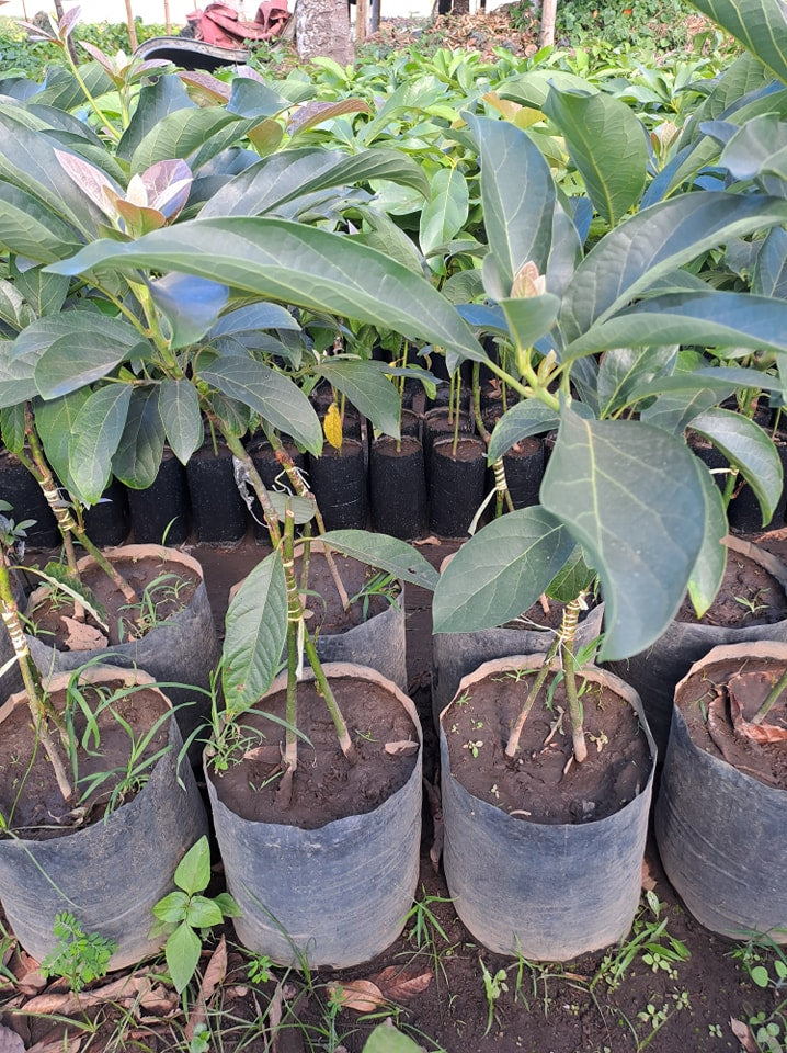 Matured Hass Avocado (double-rootstock grafted) – Lunti Plant Nursery