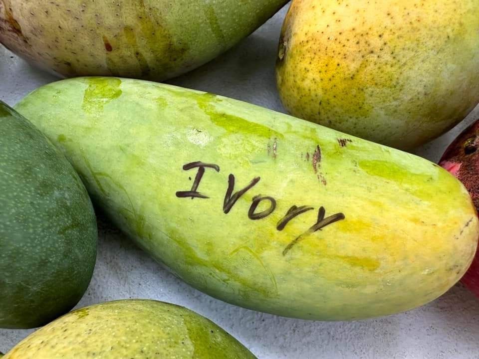 Ivory Mango, double-rootstock grafted seedling – Lunti Plant Nursery