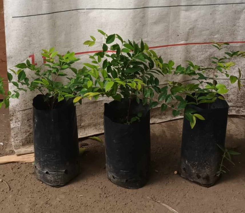 Buy Jaboticaba Tree Seedling Online – Lunti Plant Nursery