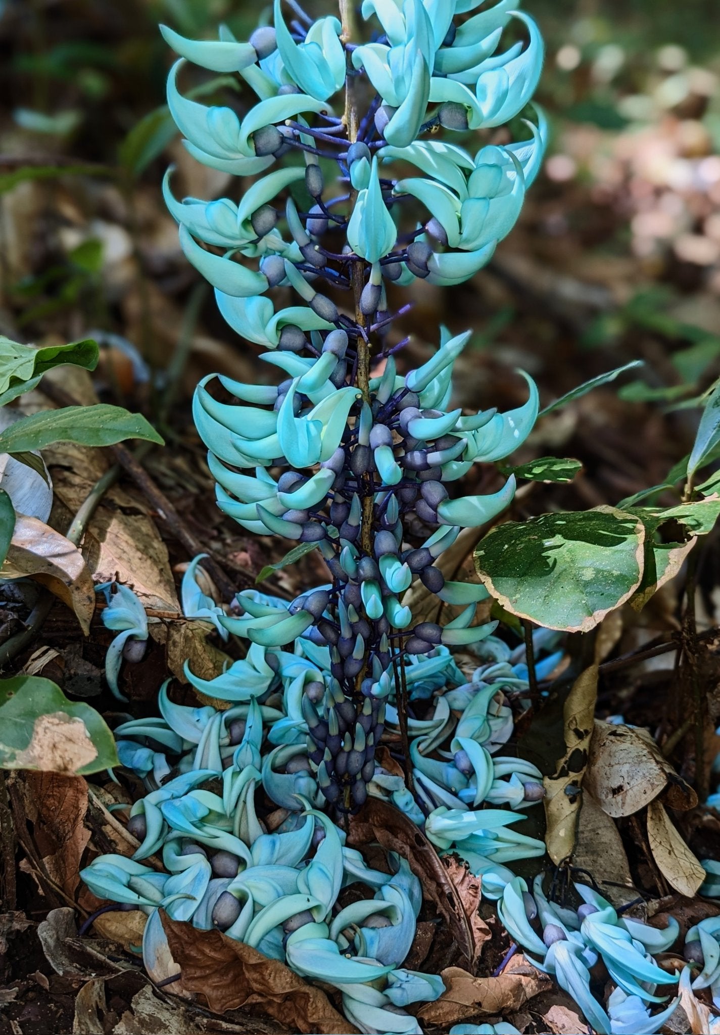 Jade Vine / Tayabak – Lunti Plant Nursery