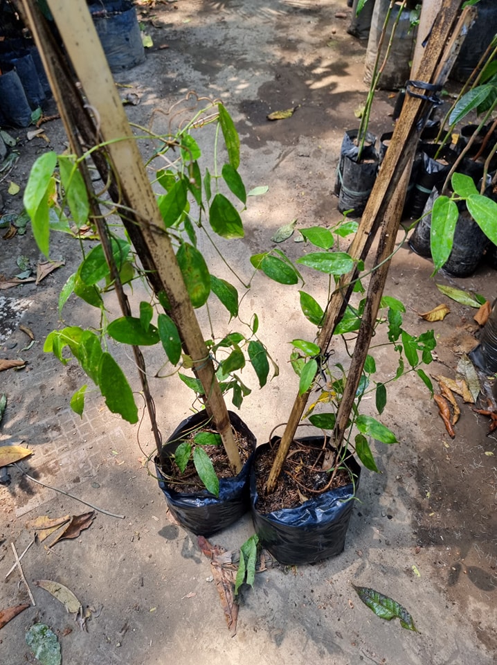 Jade Vine / Tayabak – Lunti Plant Nursery