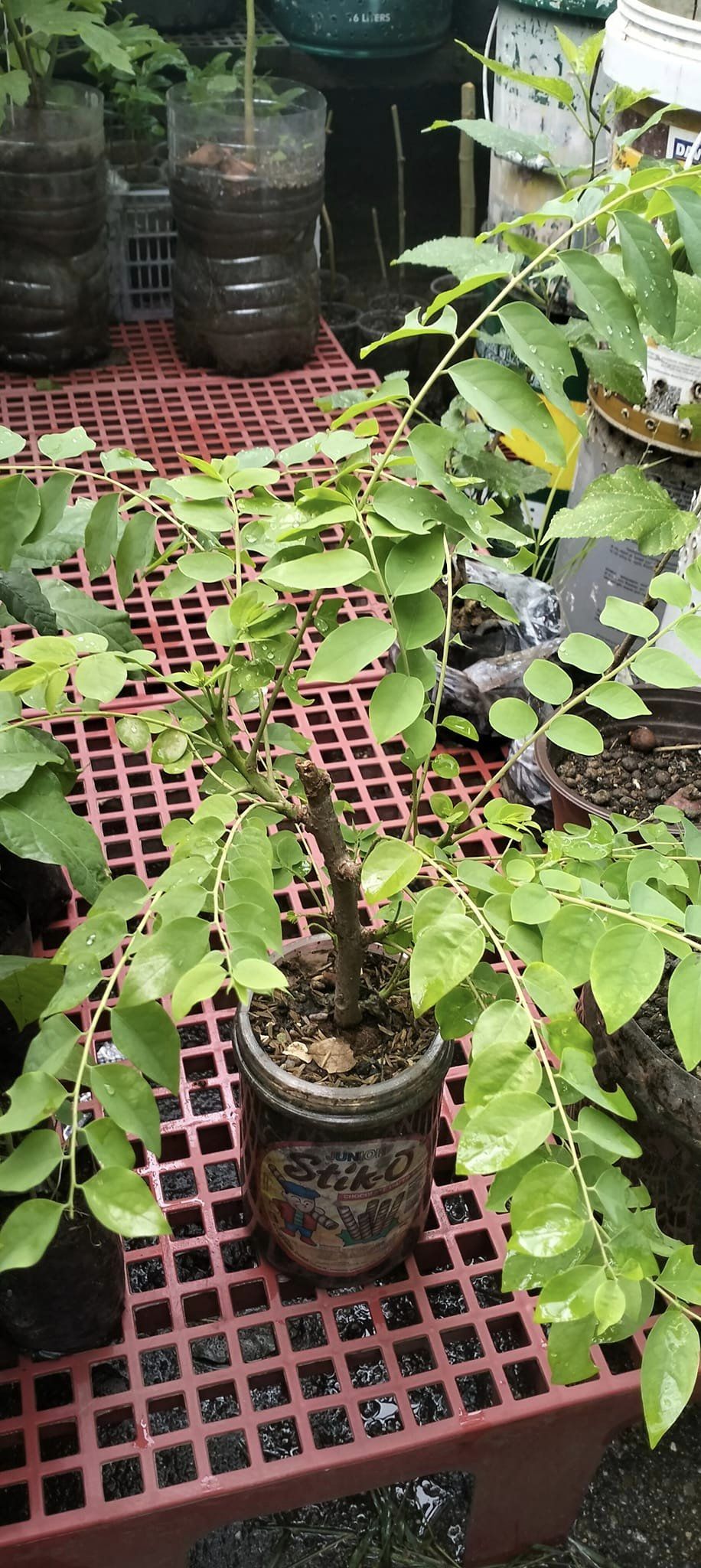 Karamay / Bangkiling – Lunti Plant Nursery