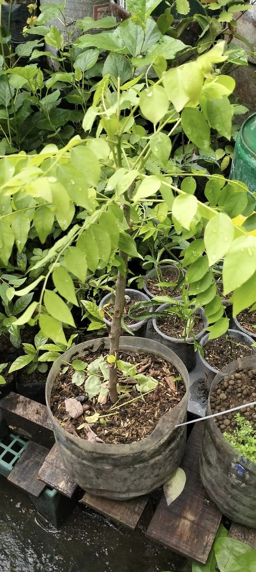 Karamay / Bangkiling – Lunti Plant Nursery