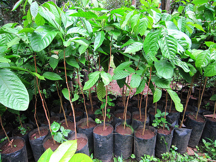 Lanzones Tree Grafted Lanzones (Variety: Longkong) GKG Farm Cebu PH