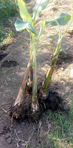 Latundan Banana (Suwi) – Lunti Plant Nursery